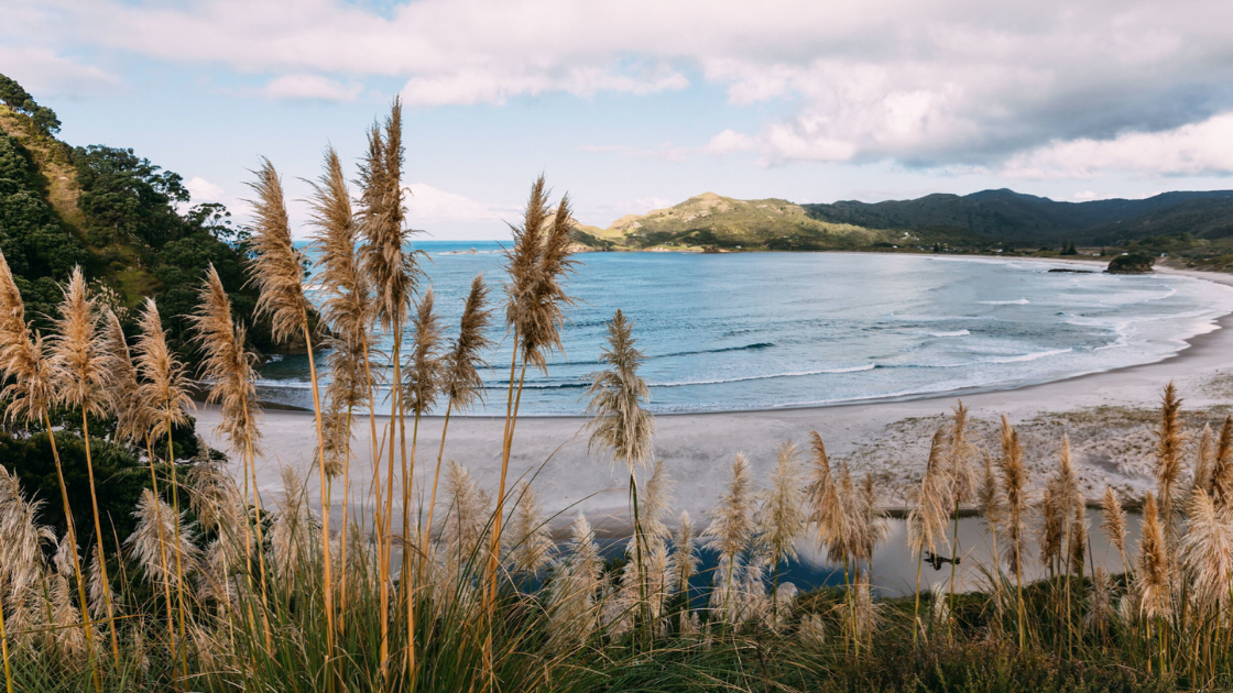 The Flora of Aotea – Daily Good